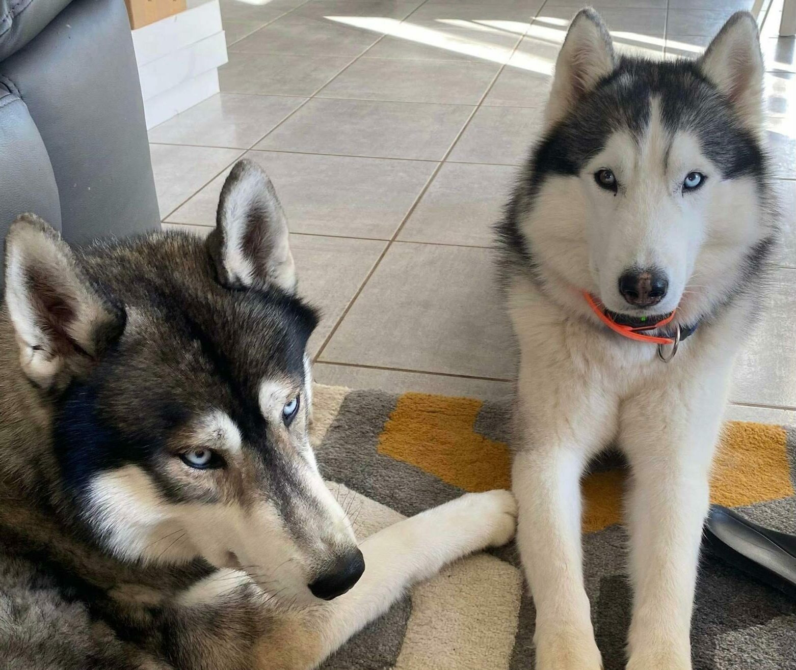 Nismo et O’Neal - je garde votre animal